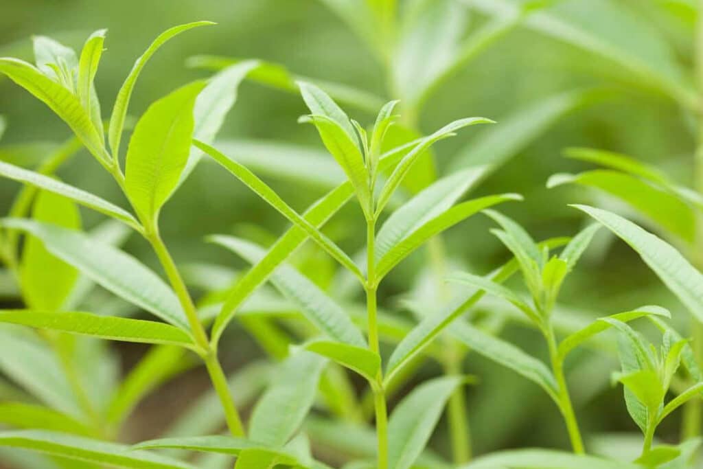 Erba luigia: la pianta aromatica dal profumo di limone – Antico ...